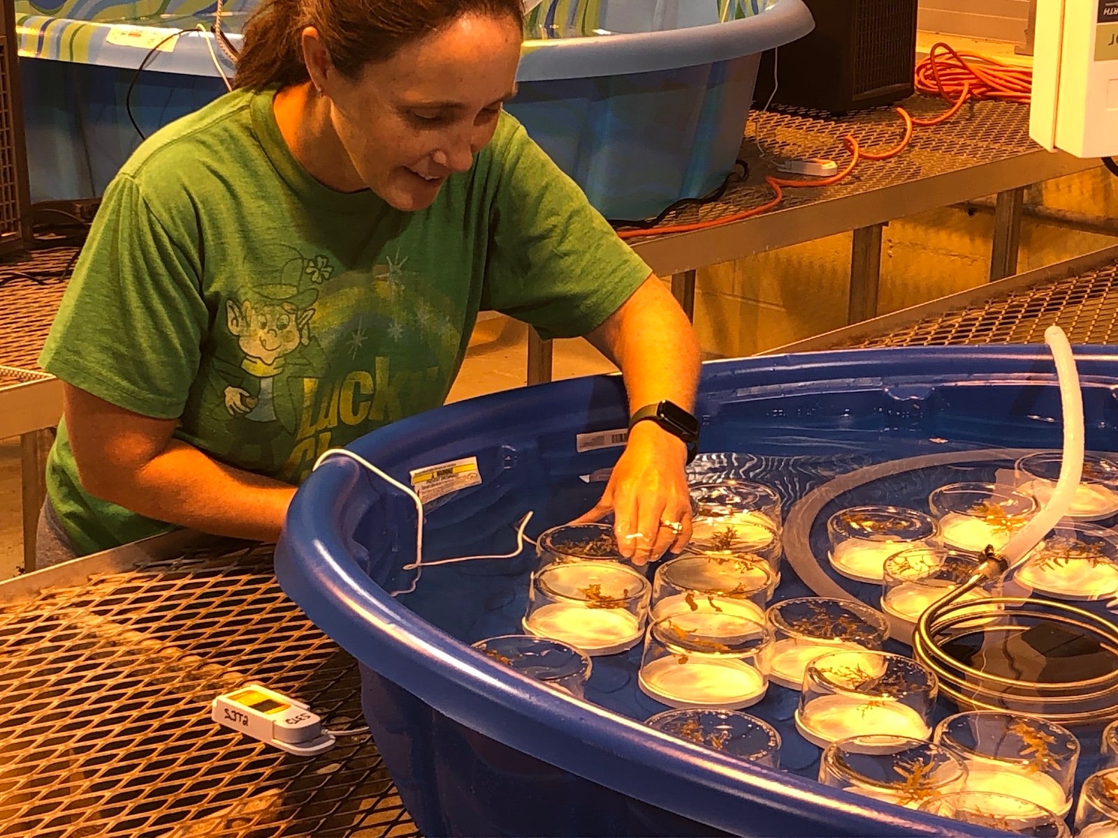 Sargassum is headed to Florida and the Caribbean. Could it ruin your ...