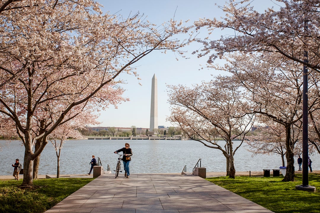 The best places in the world to see cherry blossoms - The Points Guy