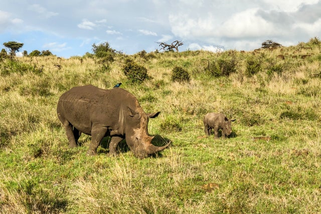 How to choose a sustainable African safari - The Points Guy