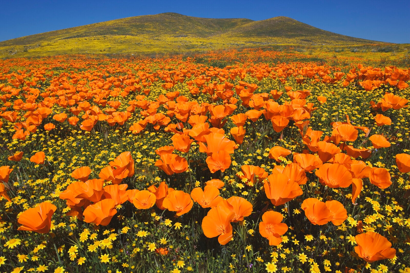 How to see the California superbloom - The Points Guy