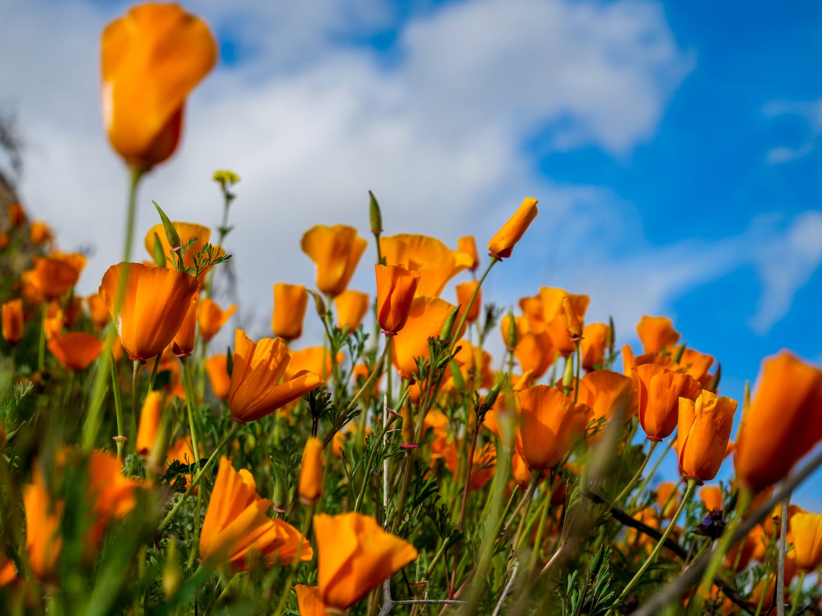 How to see the California superbloom - The Points Guy