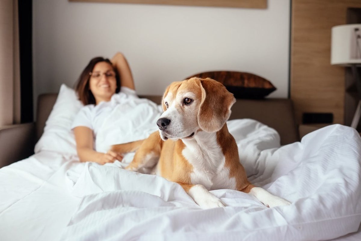 IHG pet-friendly hotels your furry friend will love - The Points Guy