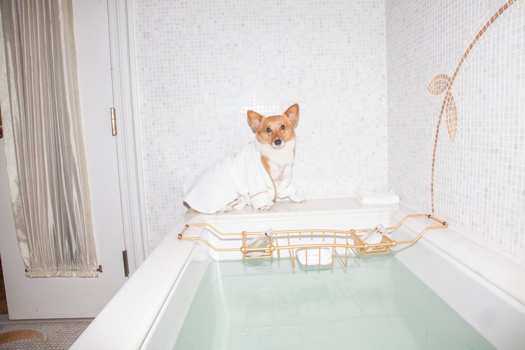 These hotels go all-out with luxury pet amenities - The Points Guy