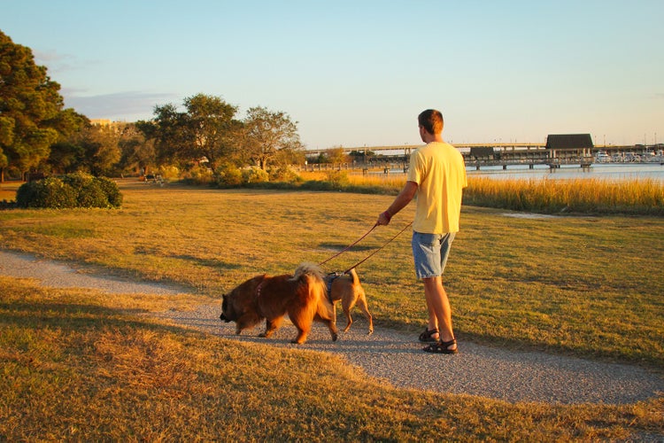 The 10 best dog-friendly destinations - The Points Guy