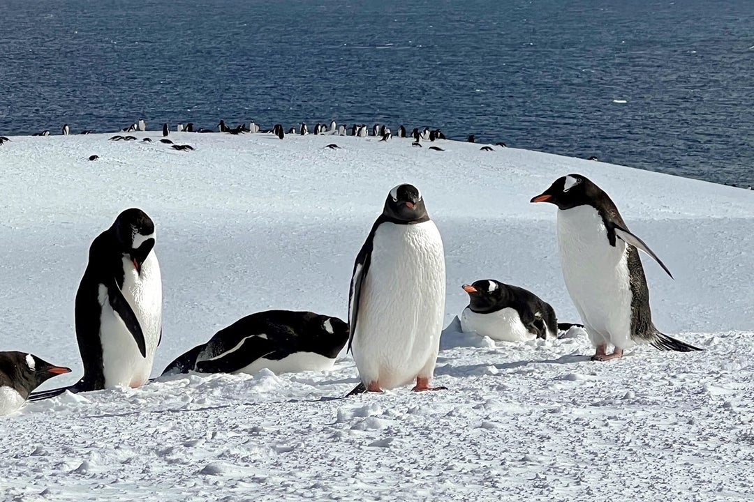 Expedition cruises: The ultimate guide to cruising to remote, hard-to ...
