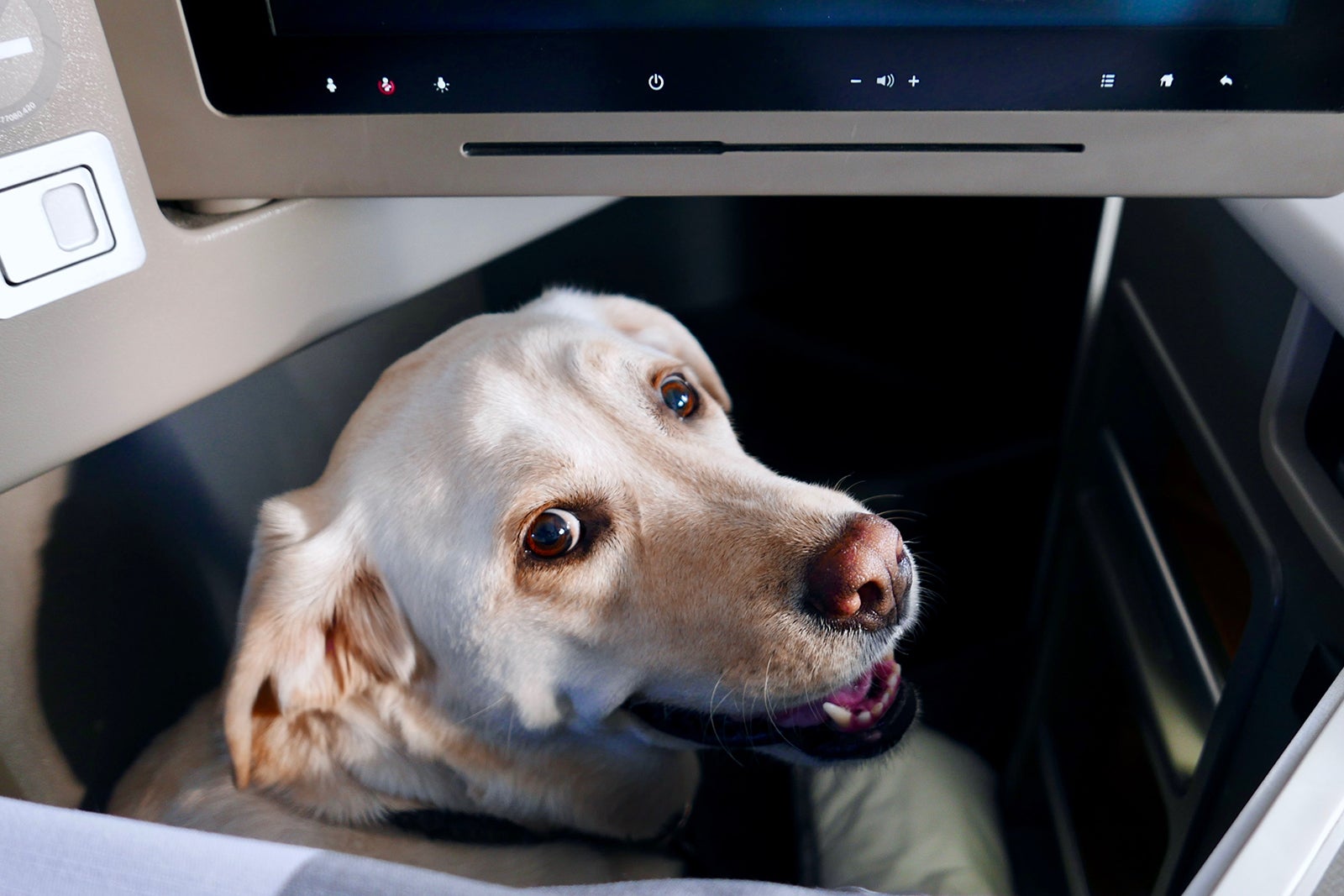 Service dogs on planes: The ultimate guide - The Points Guy