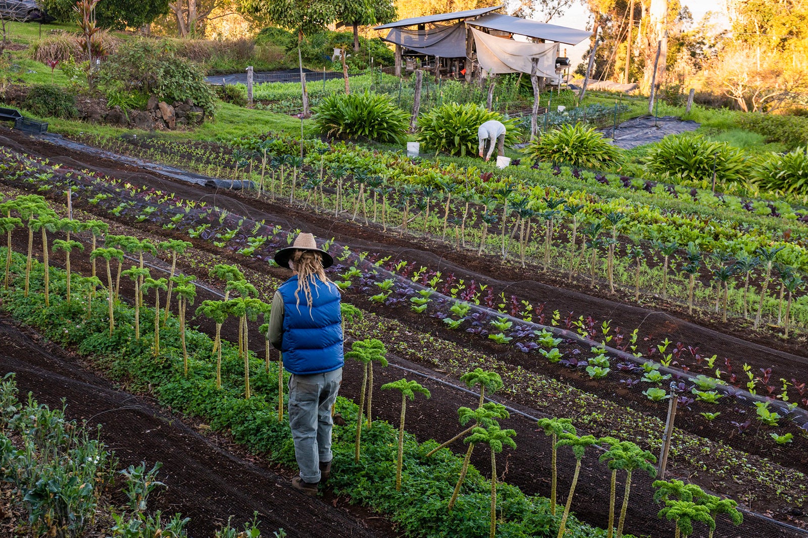 How to visit and support Maui after the destructive wildfires - The ...