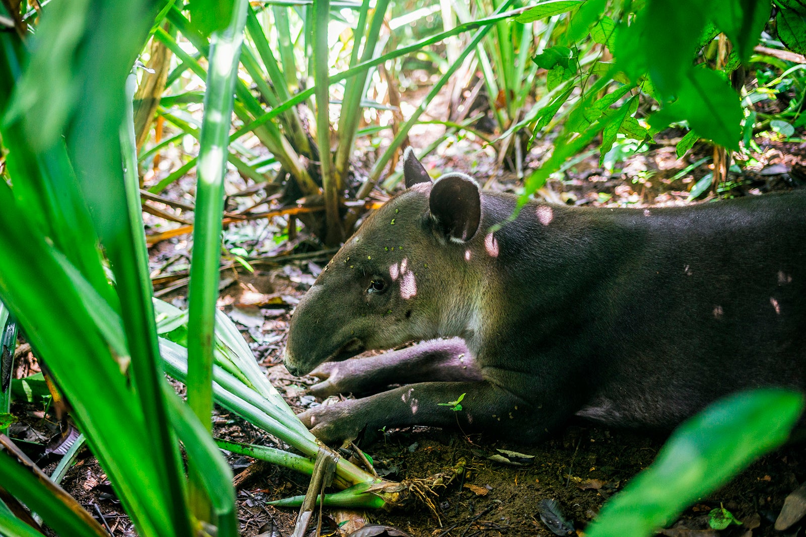 Costa Rica is one of the best destinations to visit in 2024 - The ...