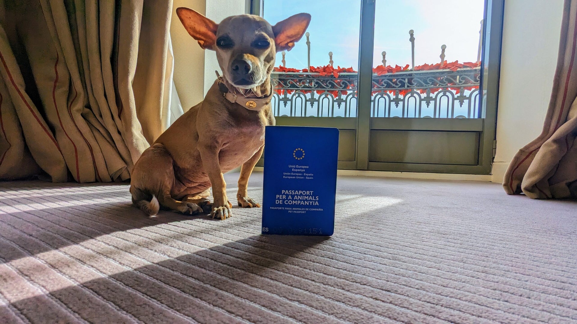 Everything you need to know about traveling with pets to Europe - The ...