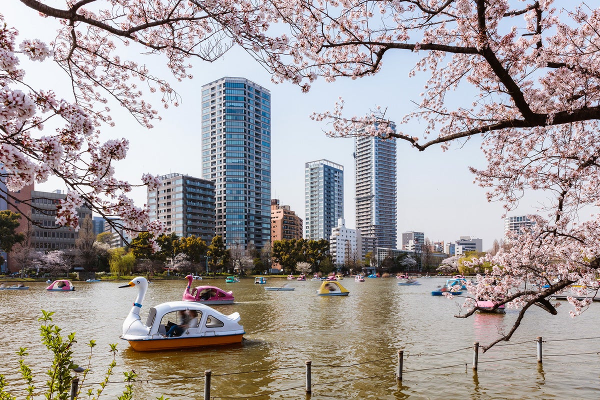 The perfect locations on the planet to see cherry blossoms - BitWolf