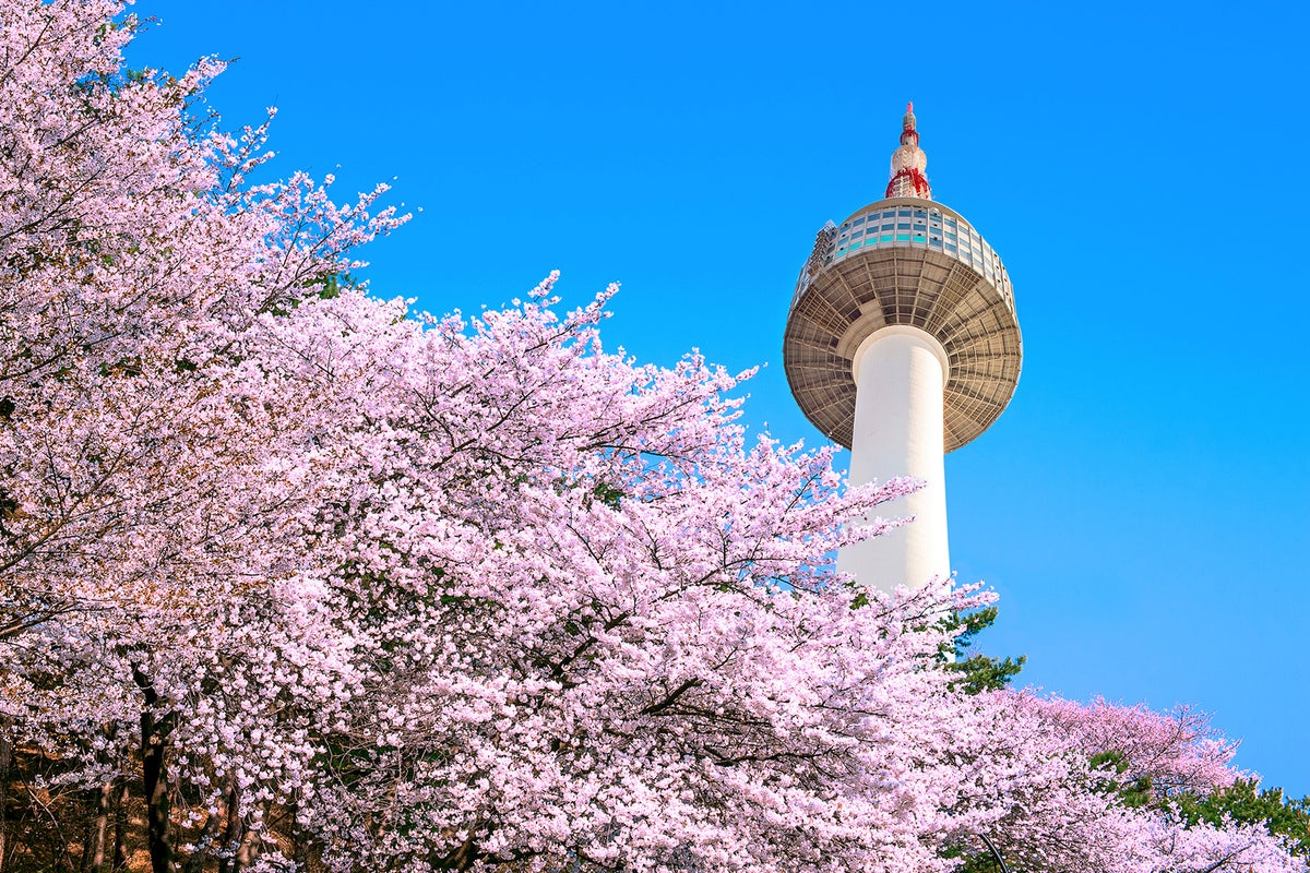 The best places in the world to see cherry blossoms - The Points Guy