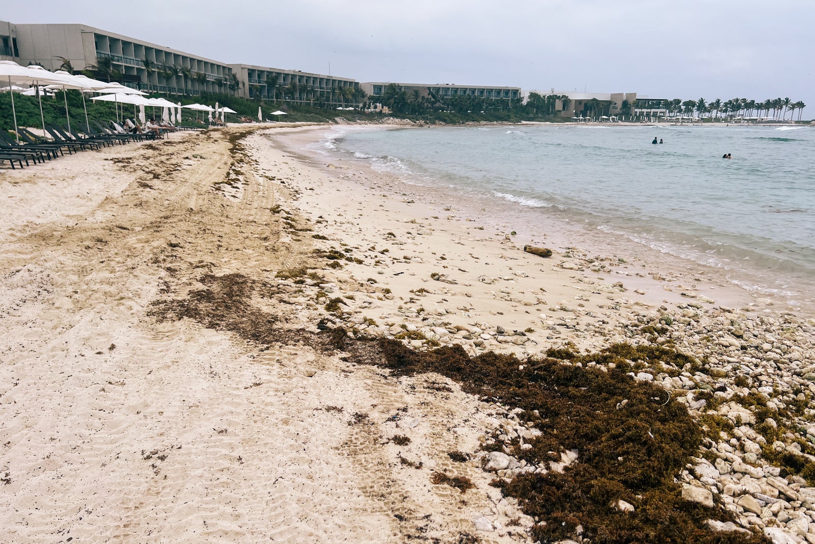 Sargassum is headed to Florida and the Caribbean. Could it ruin your ...