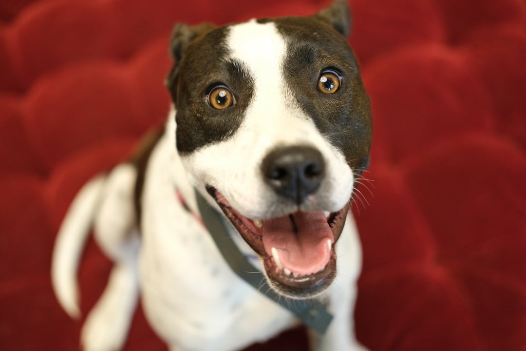 At Nashville’s Bobby Hotel, rescue dogs get the suite life and a new ...