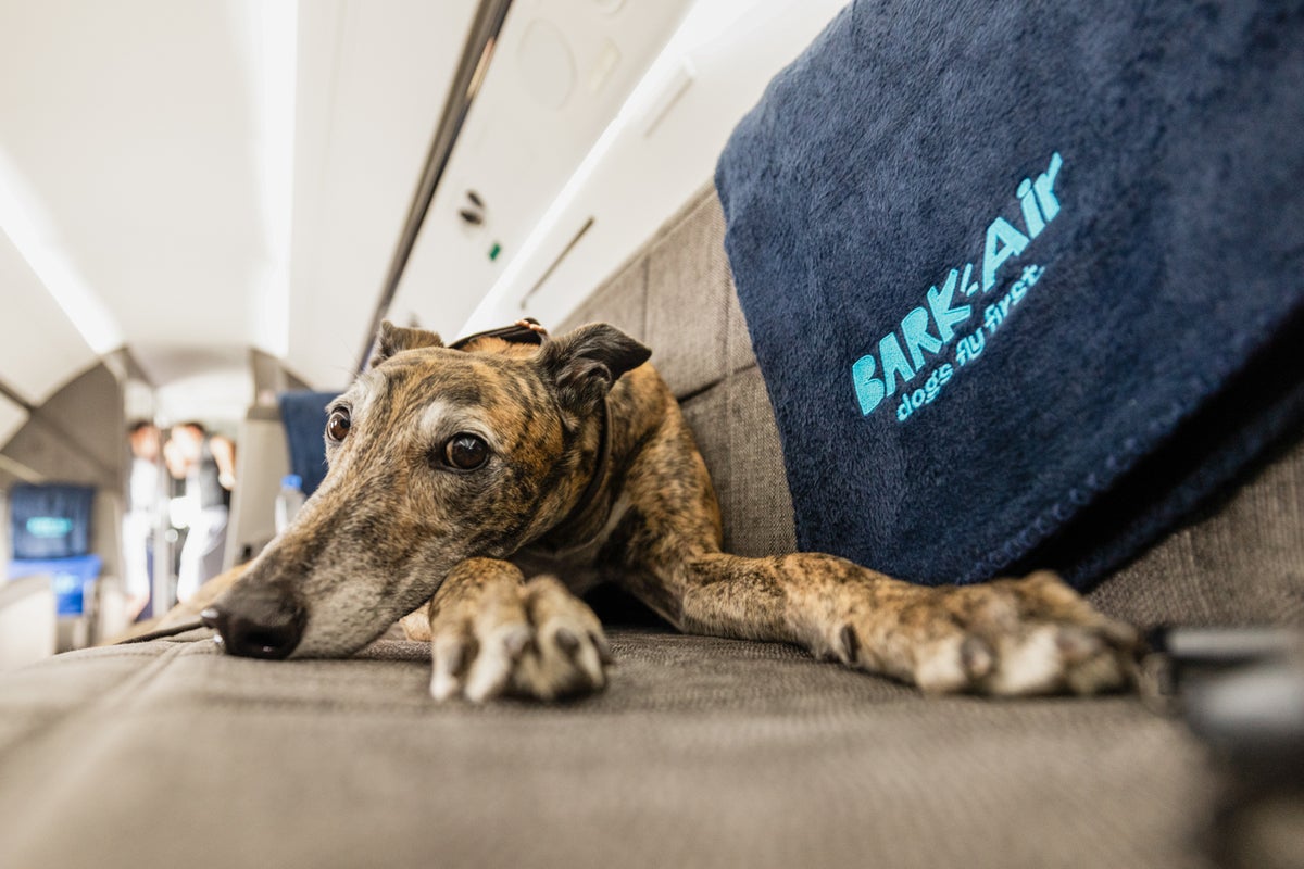Bark Air promises a first-class ride for your pet — for a hefty fee ...