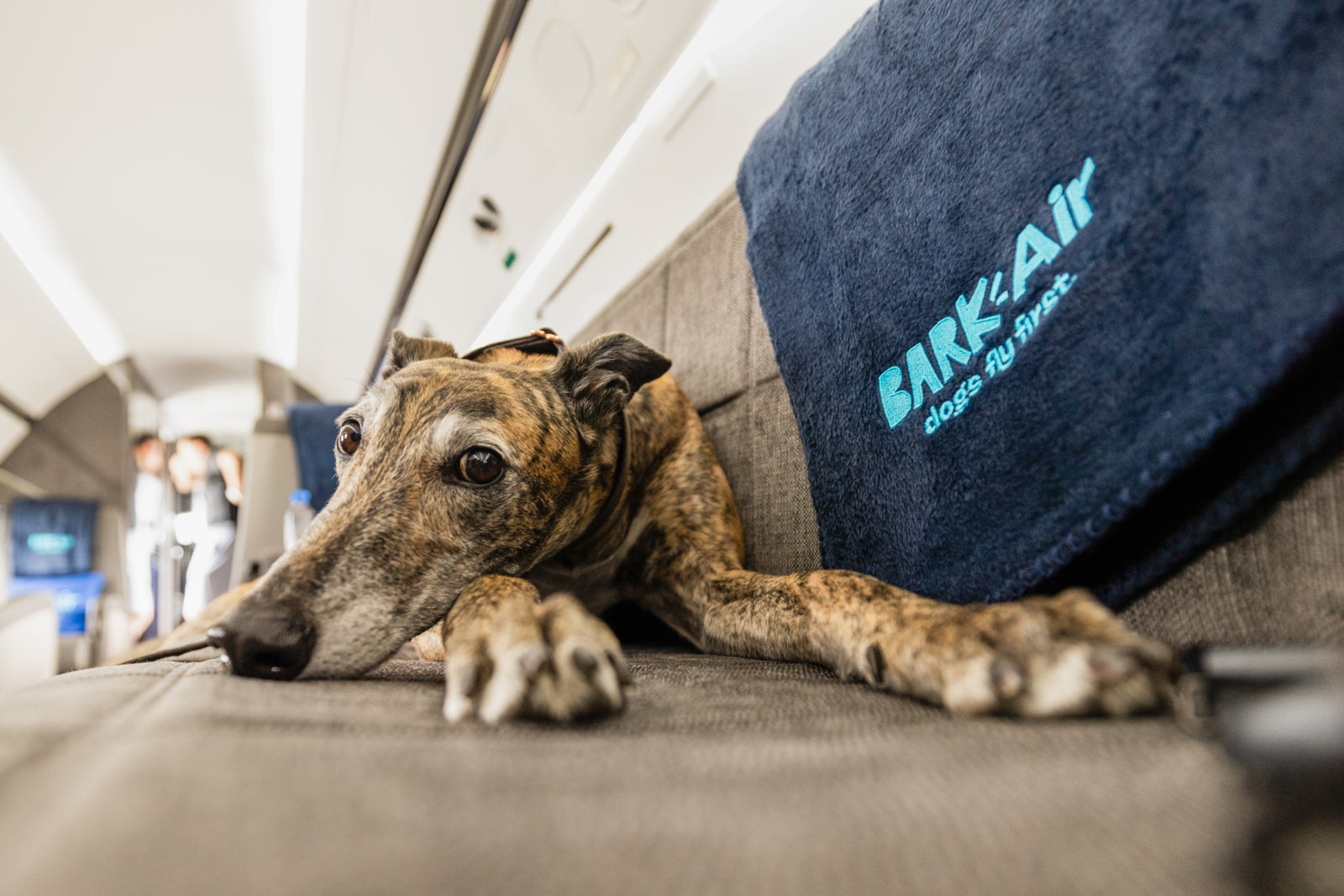 Bark Air promises a first-class ride for your pet — for a hefty fee ...