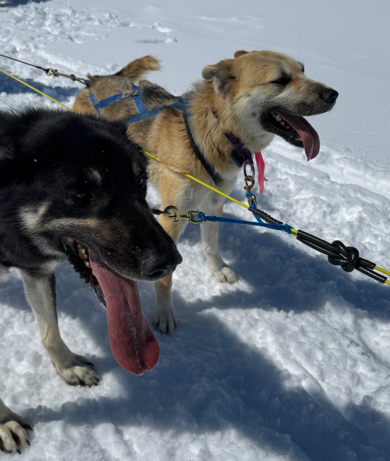 What it's like to go dog sledding on an Alaskan cruise - The Points Guy