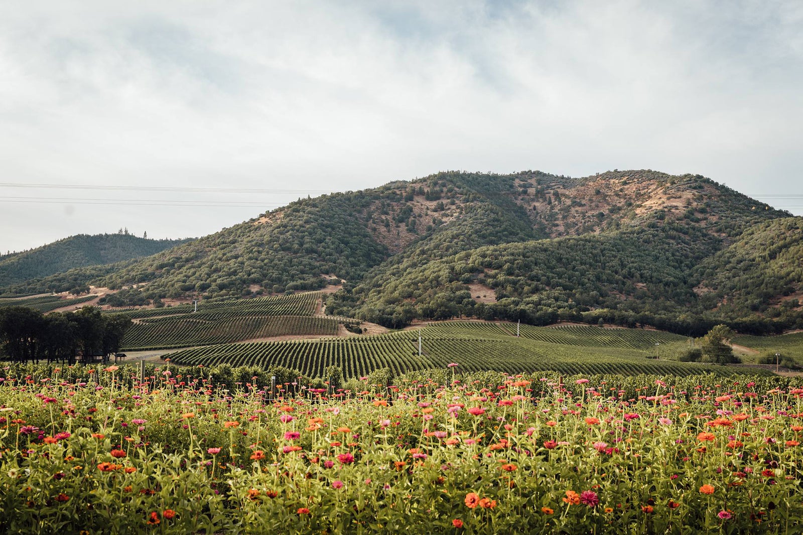 Best undiscovered wine regions in the US - The Points Guy