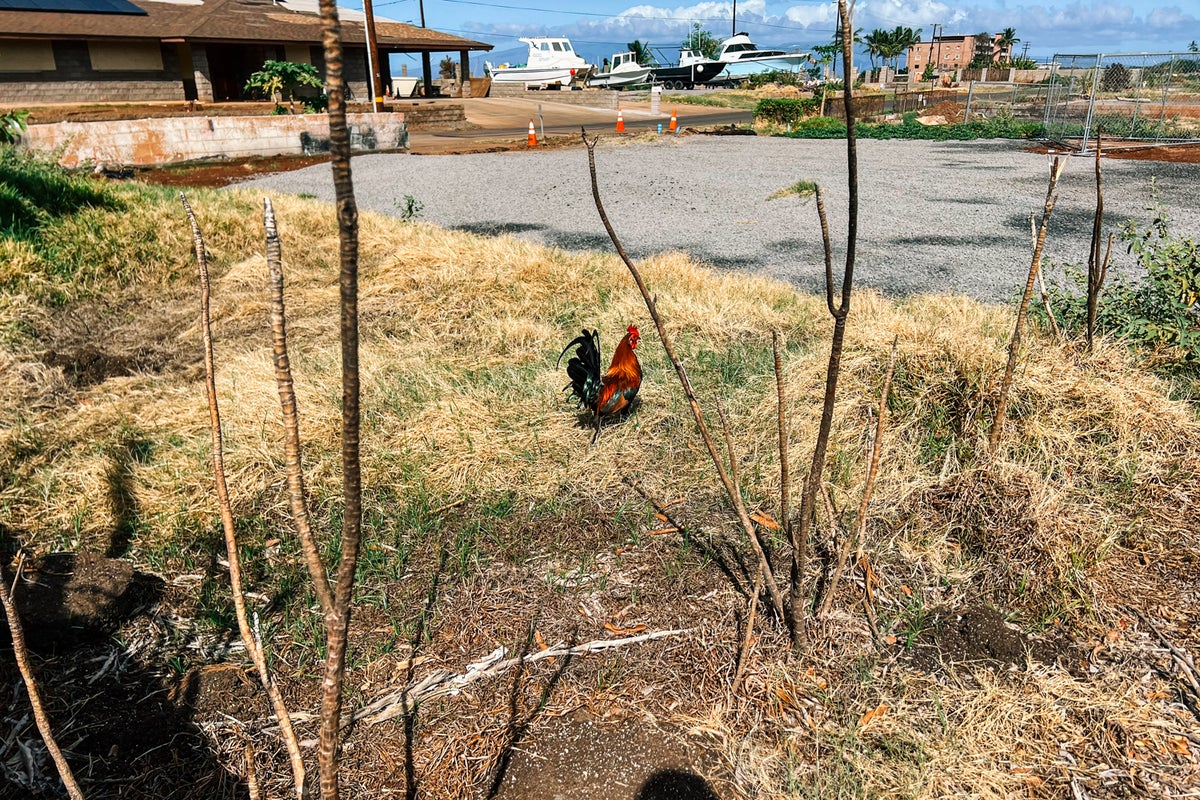 Maui is still recovering from the devastating wildfires: Here's why you ...